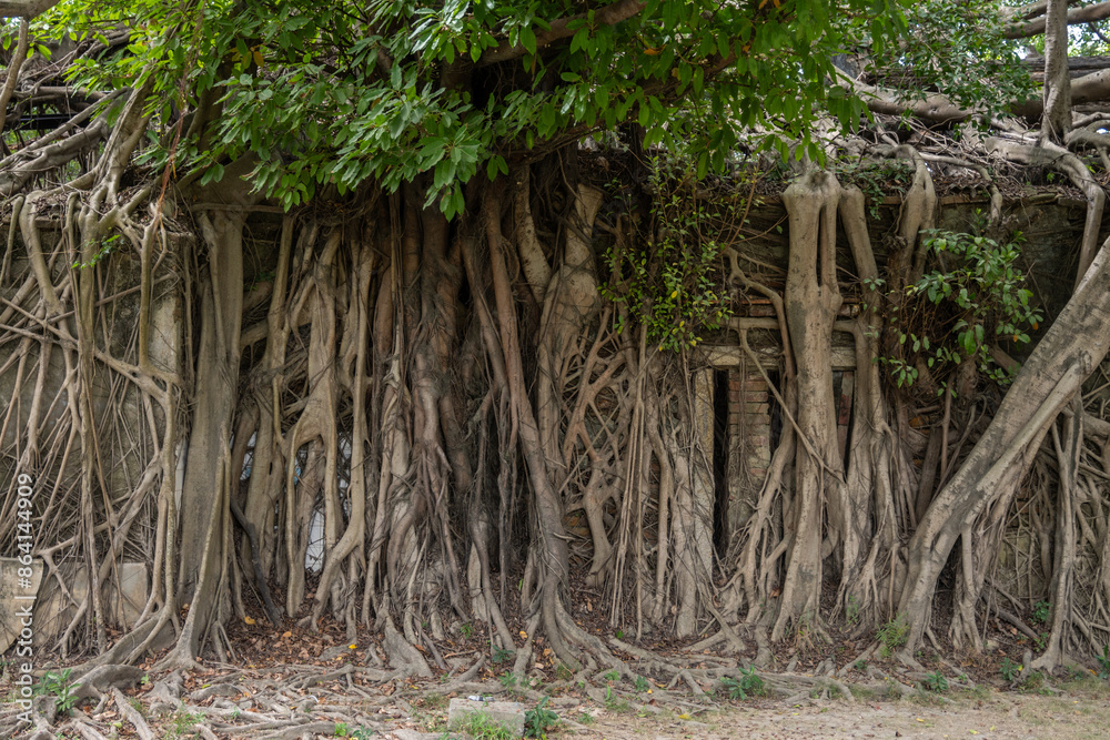 brick wall and stone window with roots growing out of it at Anping Tree ...
