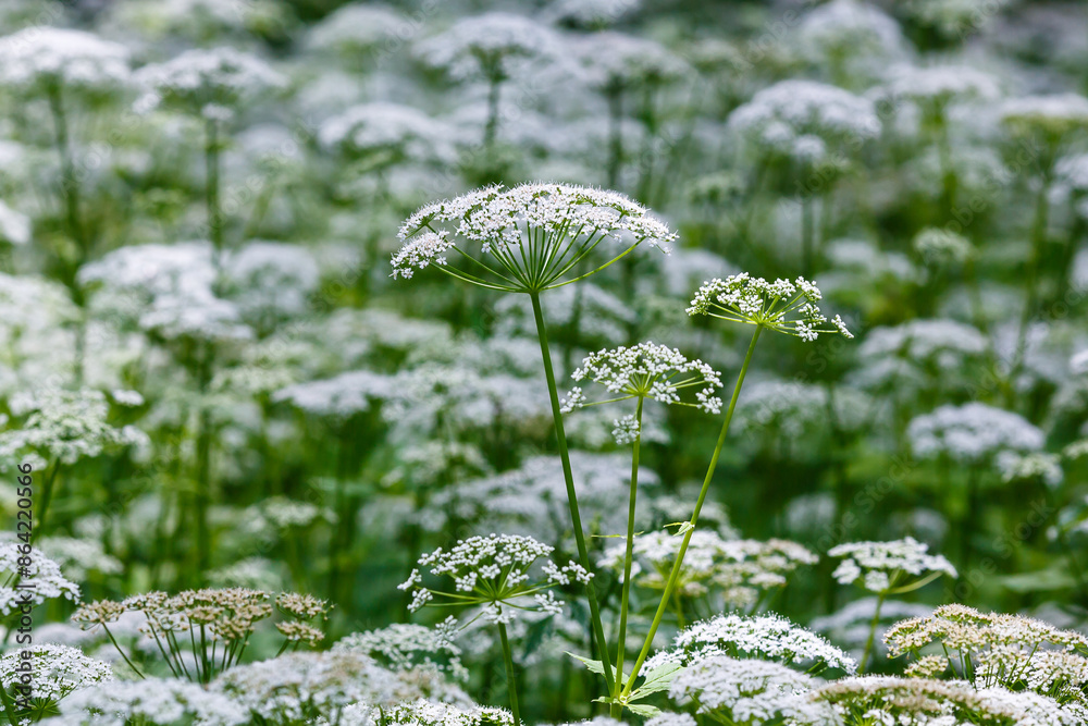 Common gooseberry ( lat. Aegopodium podagrária ) is a perennial ...