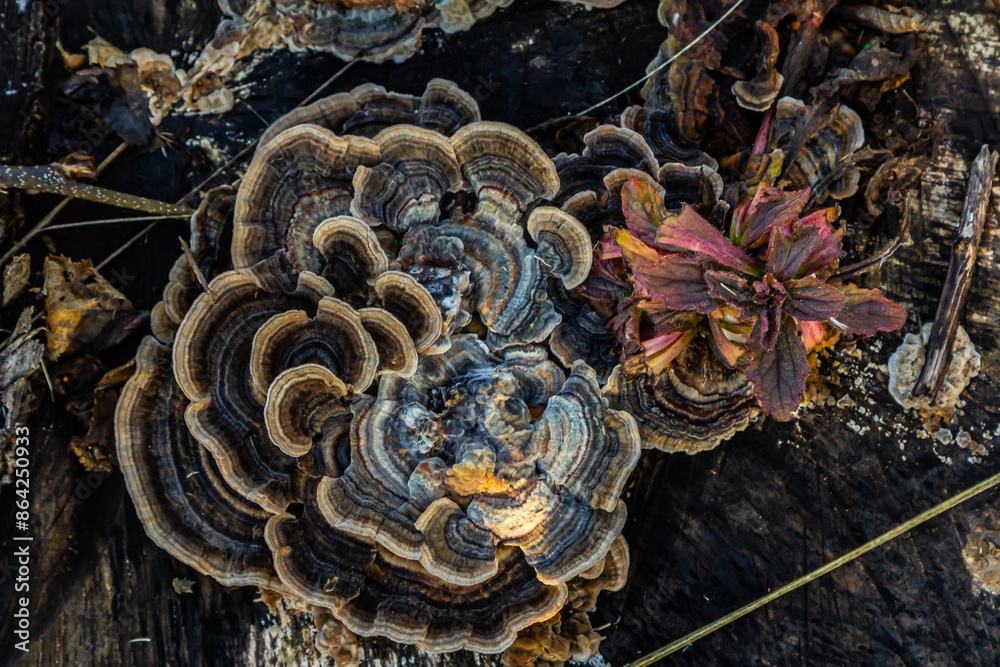 Trametes versicolor, also known as Polyporus versicolor, is a common ...