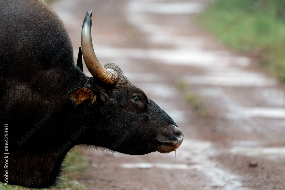 The gaur (Bos gaurus) is a bovine native to South Asia and Southeast ...
