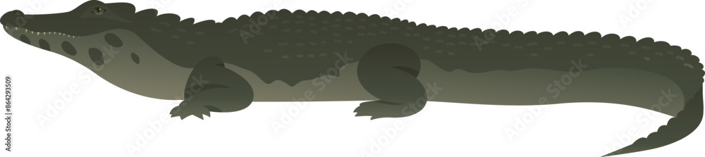 Black caiman crocodile or alligator realistic vector illustration side ...
