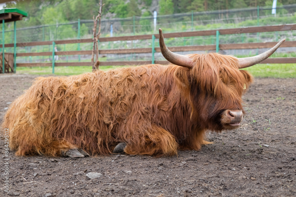 Scottish mini cow with big horns, Highland breed. Farm animal concept ...