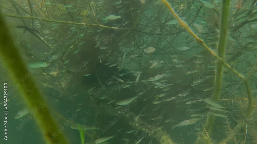 Slow motion of a young giant catfish (Silurus glanis), known as a ...
