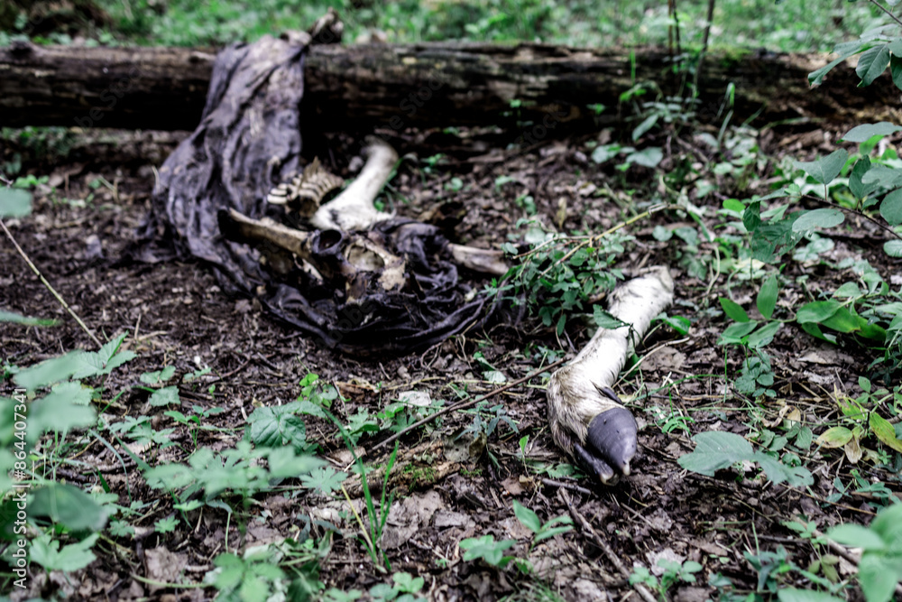 An elk killed by poachers in the forest is all that remains of it Stock ...
