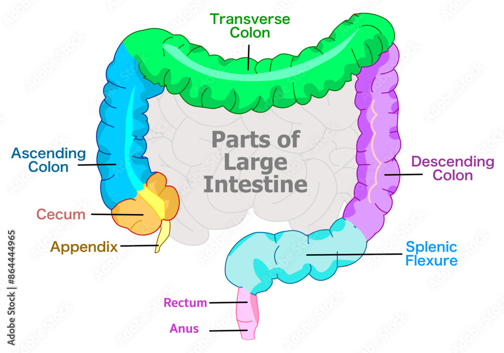 Vecteur Stock Large Intestine Colored Parts Diagram Colon Anatomy