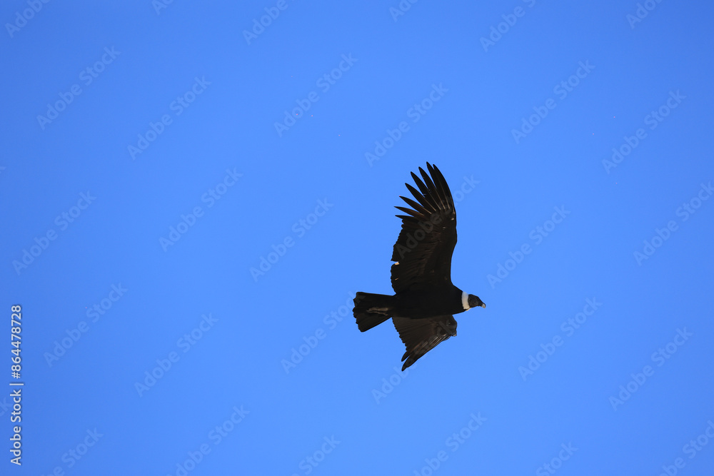Andean condor flying with blue sky background with copy space. Bird of ...