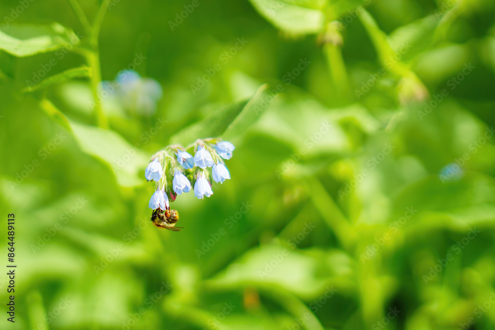 bee with nectar-laden legs collecting honey from forget-me-not flowers ...