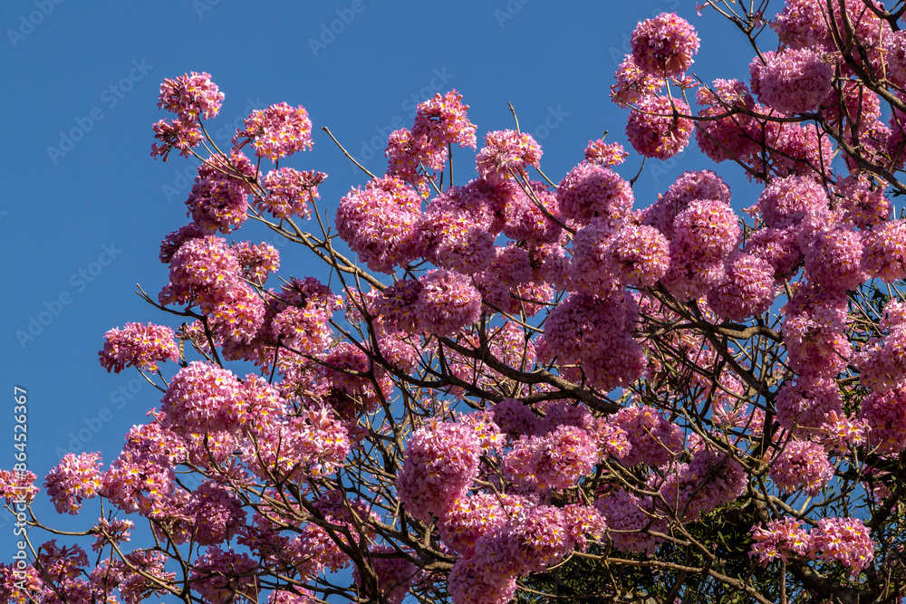 Pink Ipe with scientific name Handroanthus heptaphyllus in Brazil ...