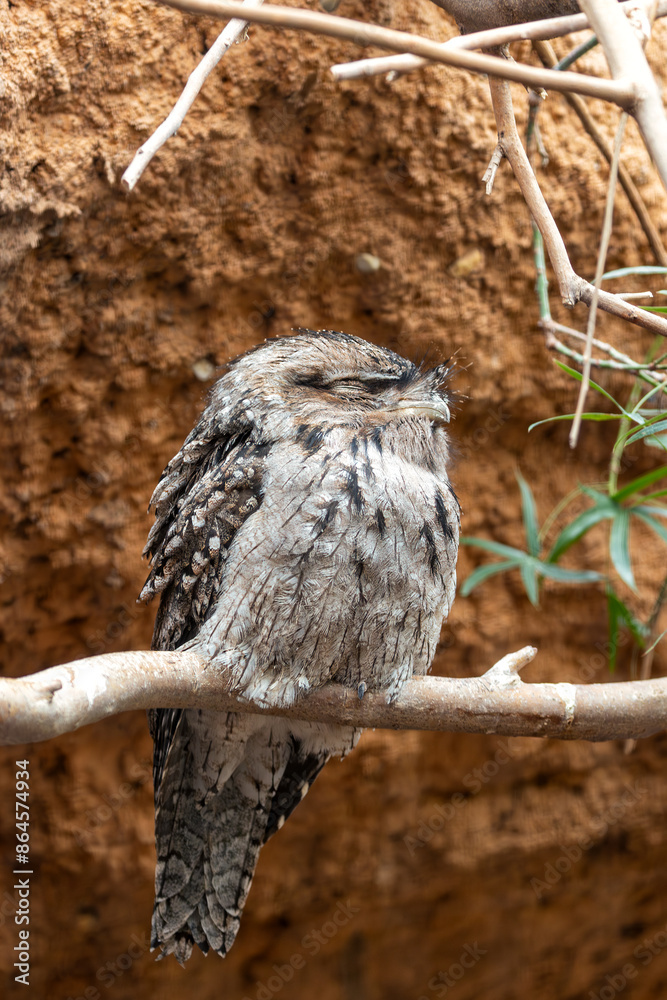 Tawny Frogmouth (Podargus strigoides) - Commonly Found in Australia ...