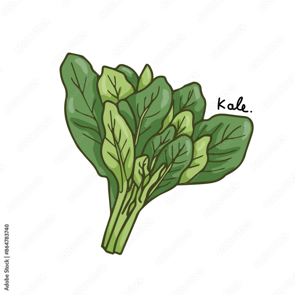 Kale vector on isolated white background, eating foods to keep you from ...