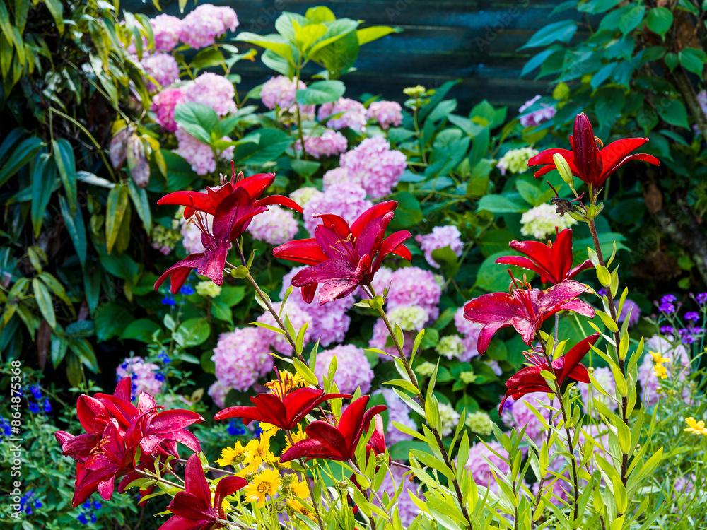 Lilium Asiaticus | Asiatic lily 'red county'. Beautiful lush red ...