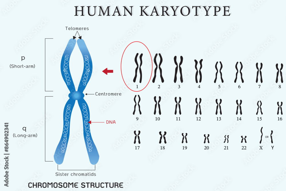Human karyotype and chromosome structure Stock Vector | Adobe Stock