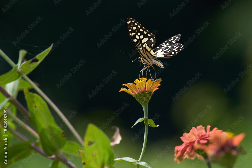 Papilio demoleus is a common and widespread swallowtail butterfly. The ...