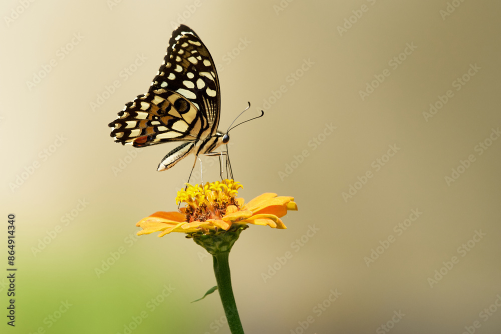 Papilio demoleus is a common and widespread swallowtail butterfly. The ...
