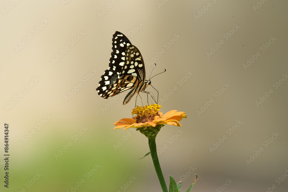 Papilio demoleus is a common and widespread swallowtail butterfly. The ...