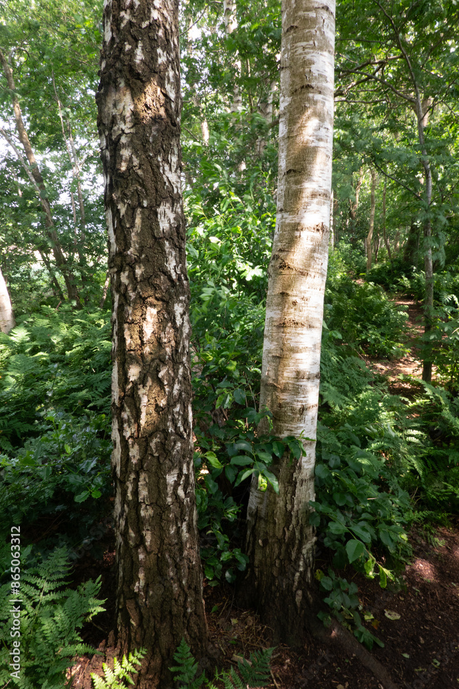 Stems of Silver birch and downy birch close together in a forest, one ...