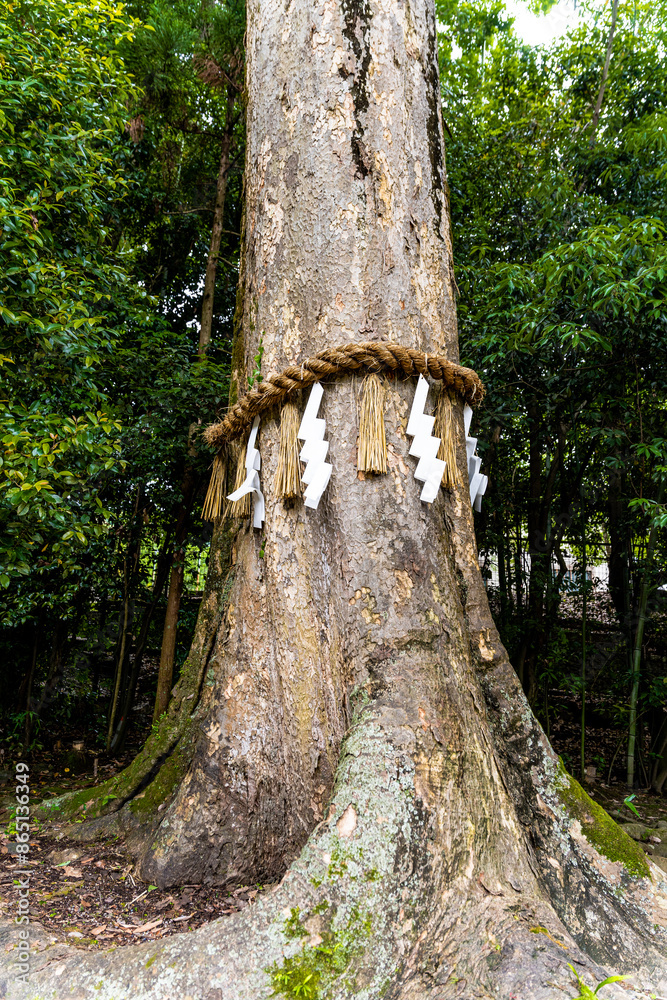 A sacred tree (shinboku) in Ujigami Jinja shrine with the rope ...