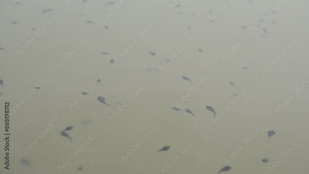 Tadpoles are swimming in river water. Black small frog tadpoles ...