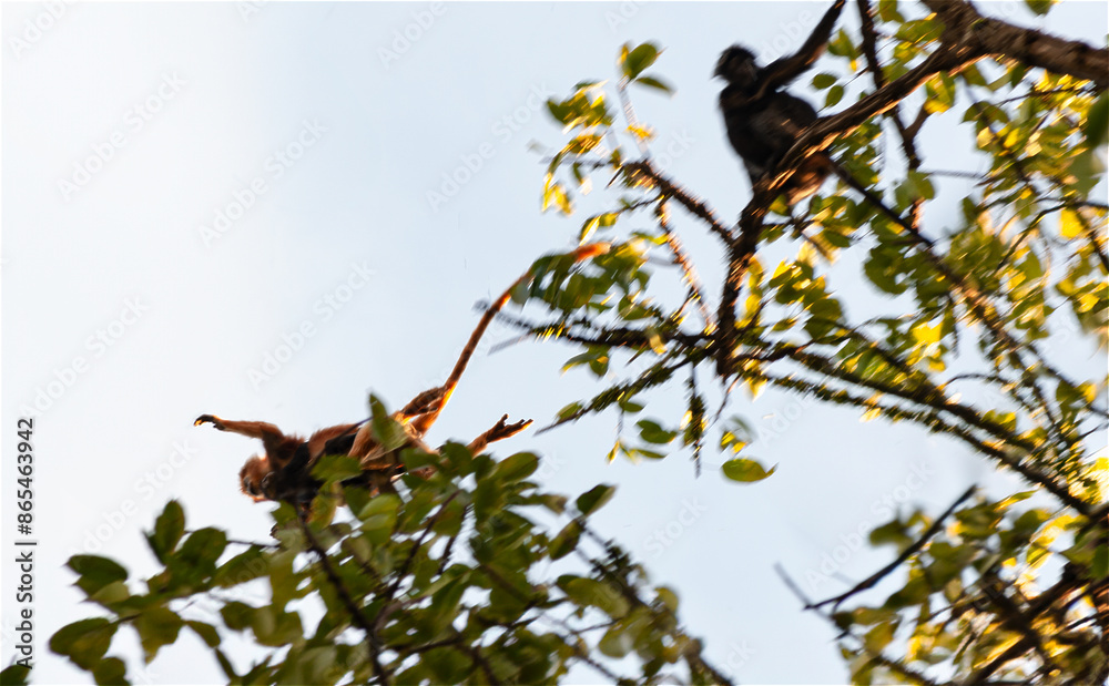 two females with their baby primates Trachypitecus Auratus on the ...
