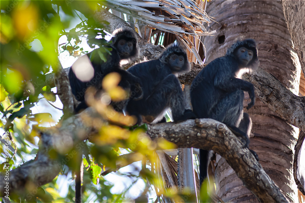three primates Trachypitecus Auratus on the branches of a large tree in ...