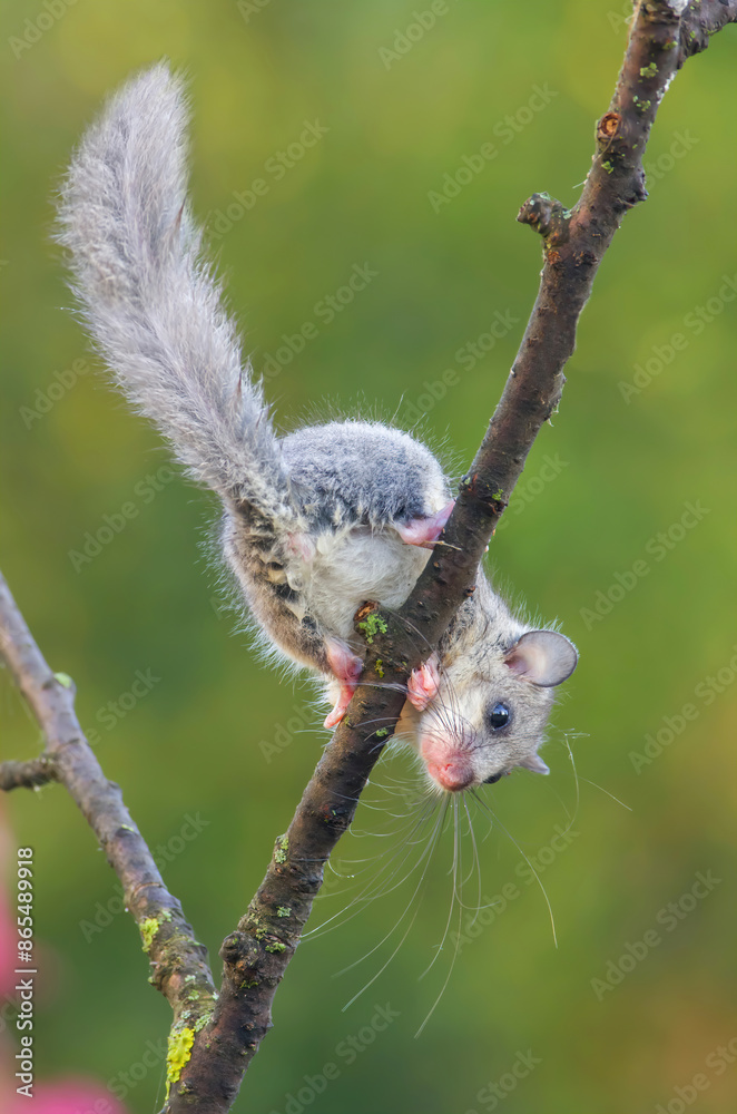 Cute edible dormouse with beautiful grey fur and long bushy tail climbs ...