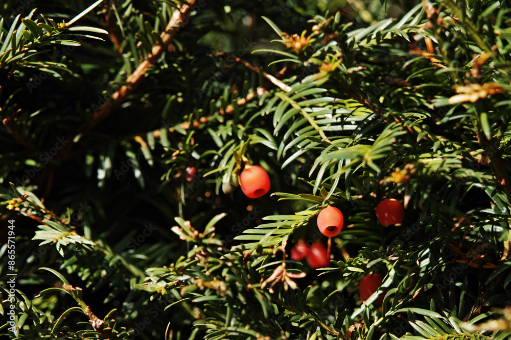 Taxus baccata, european yew. Conifer shrub with poisonous red berry ...
