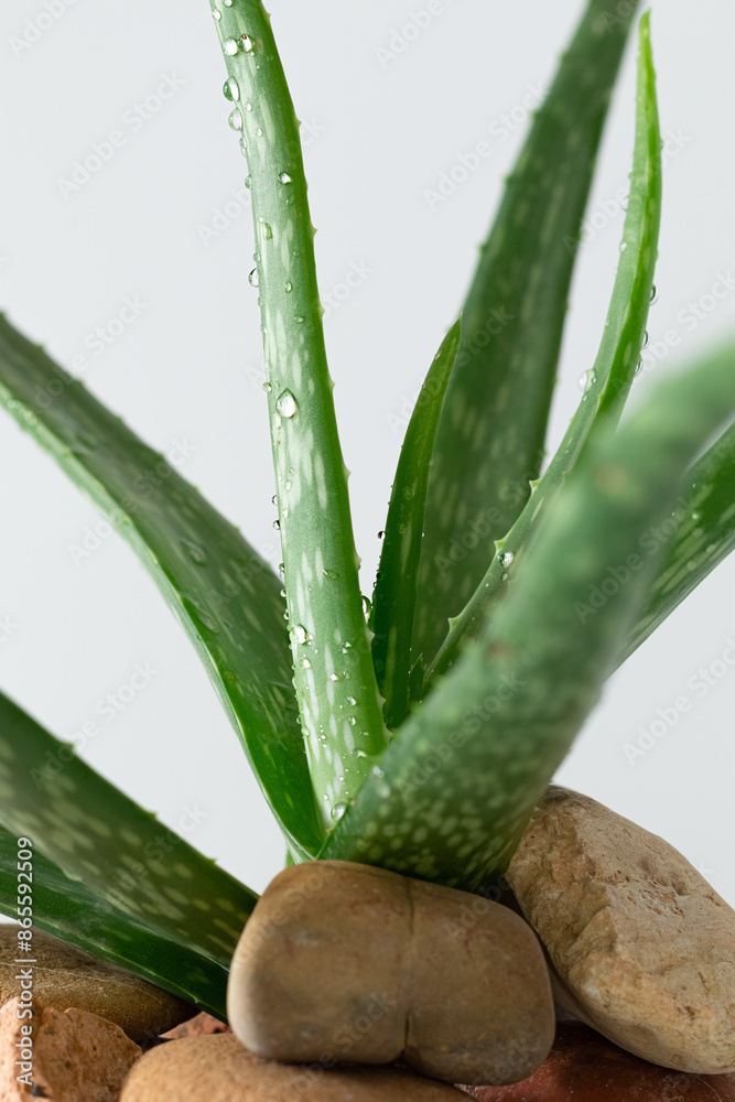 Aloe vera with pebble stone on white background, background for design ...