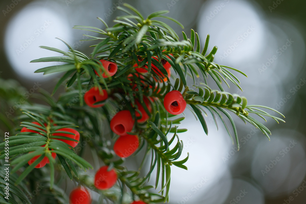 Taxus baccata, european yew. Conifer shrub with poisonous red berry ...
