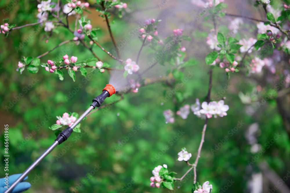 The farmer sprays pesticides on the garden, vegetable garden, farm, to ...