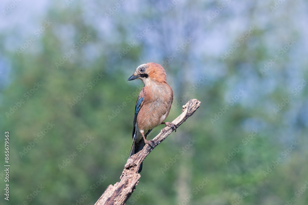 Jay looking for nuts at the innkeeper. Very elusive animal, but it can ...