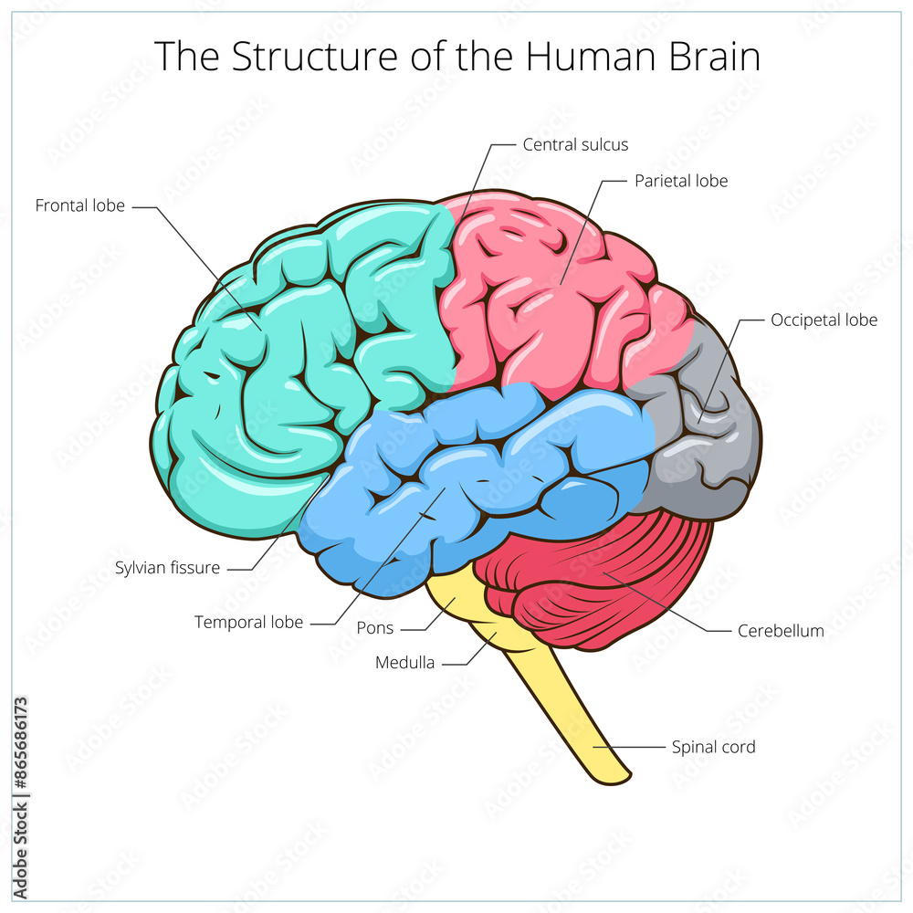 Structure of human brain schematic PNG illustration. Medical science ...
