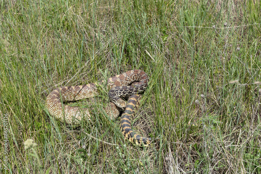 Harmless large bull snake hiding curled up in the tall grass mistaken ...