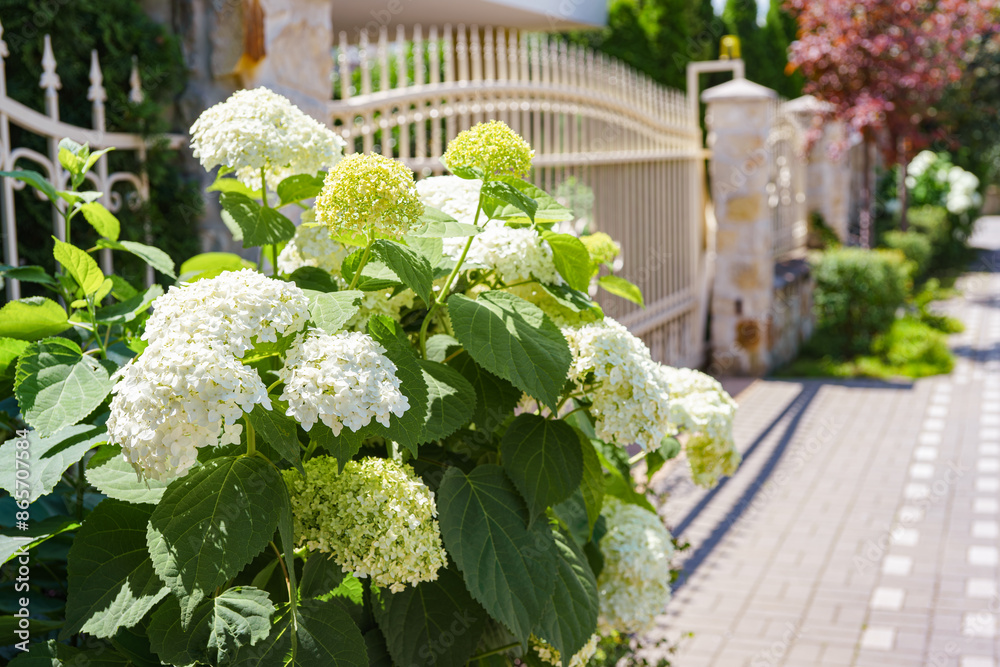 Bush of blooming white flowers of paniculata hydrangea as decor, next ...