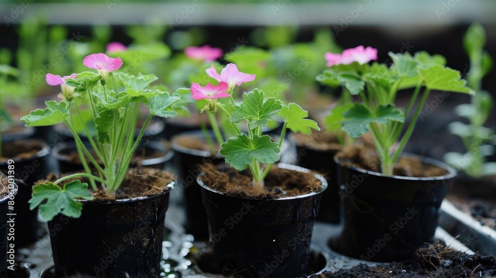 Growing new geranium and pelargonium plants from cuttings and seedlings ...