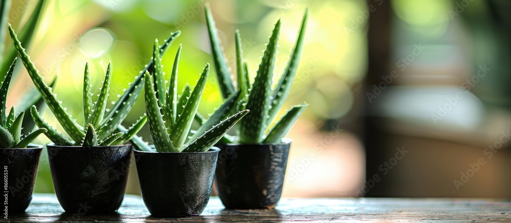 Collection of aloe vera potted plants in a cafe with natural background ...