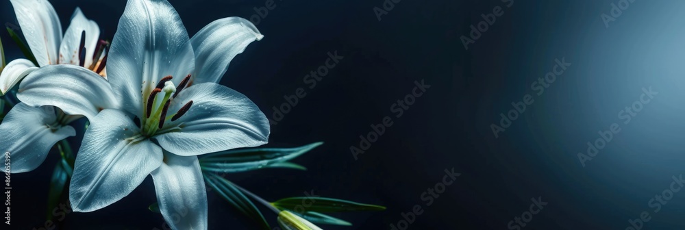 Funeral Service Background. Lily Order of Service Invitation Concept ...
