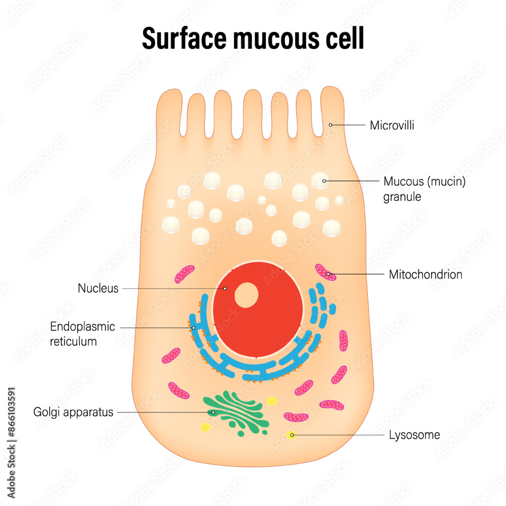 The surface mucus cells (foveolar cells) of the stomach wall vector ...