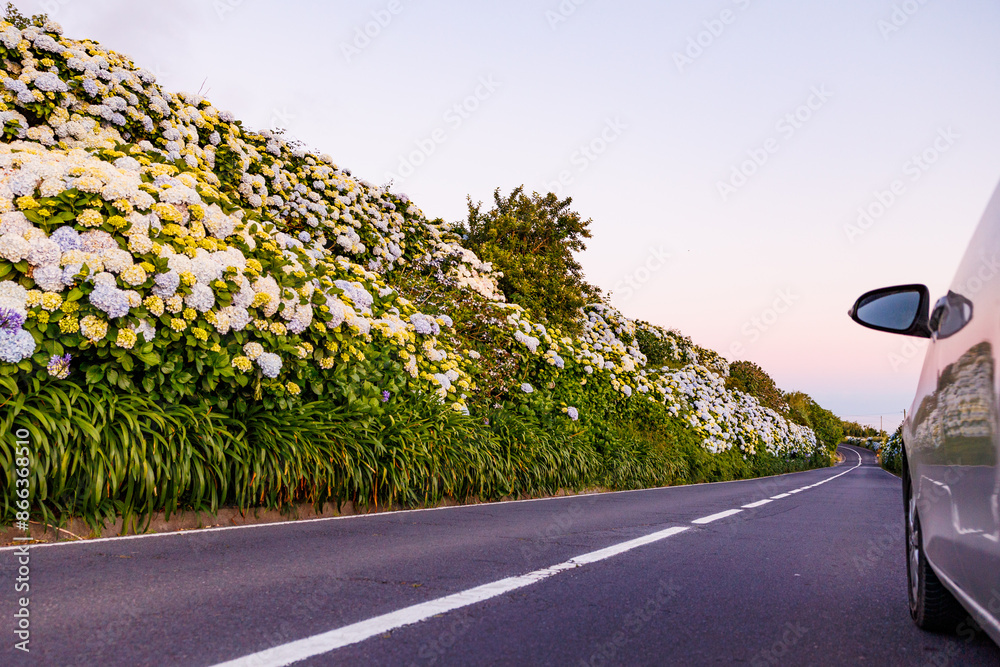Hydrangea flowers on the roadside, Azores islands, São Miguel travel ...