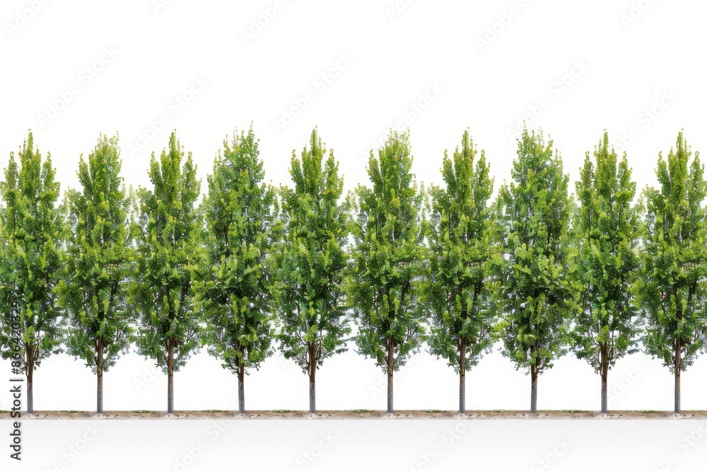 Row of symmetrical trees planted in a straight line creating a uniform ...