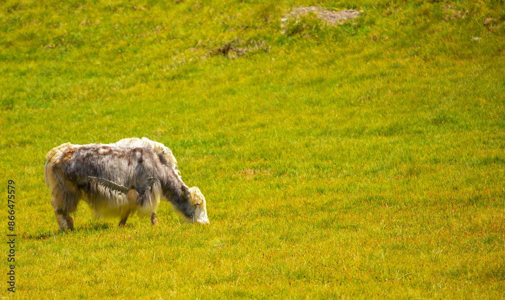 A herd of yaks graze in the mountains. Himalayan big yak in a beautiful ...