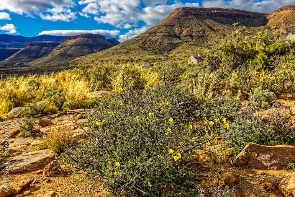 Yellow flowering bush known as Karoo gold with mountains and sky in ...