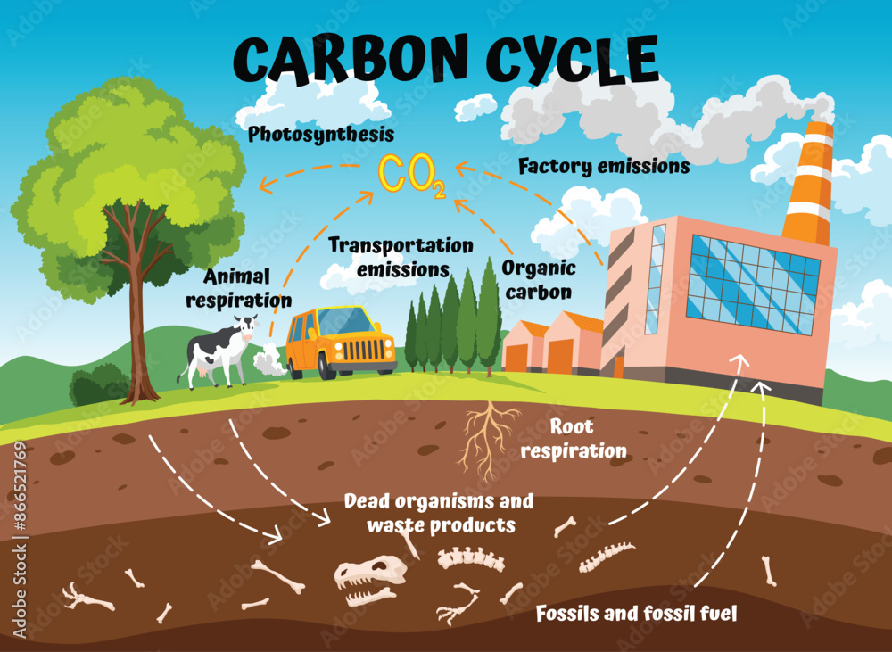 Carbon cycle, part of the biogeochemical cycle. Science education ...