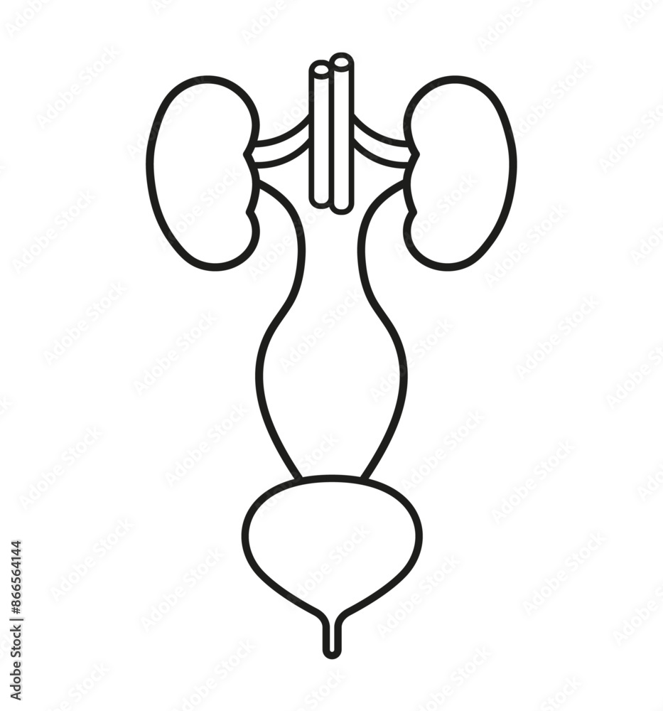 Vector illustration of urinary system. Minimalist image, icon of kidney ...