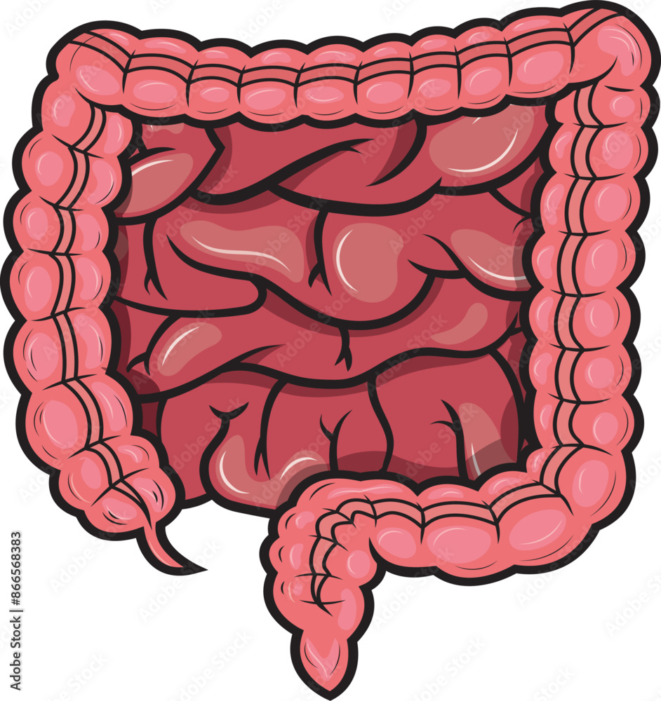 Intestino delgado y grueso, organos del cuerpo humano ilustracion ...