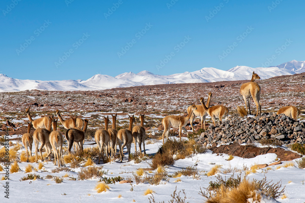 Group of vicuna (Lama vicugna) in snow covered landscape in Atacama ...