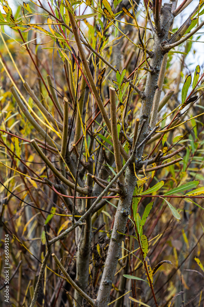 Salix purpurea purple willow or osier is a species of Salix native to ...