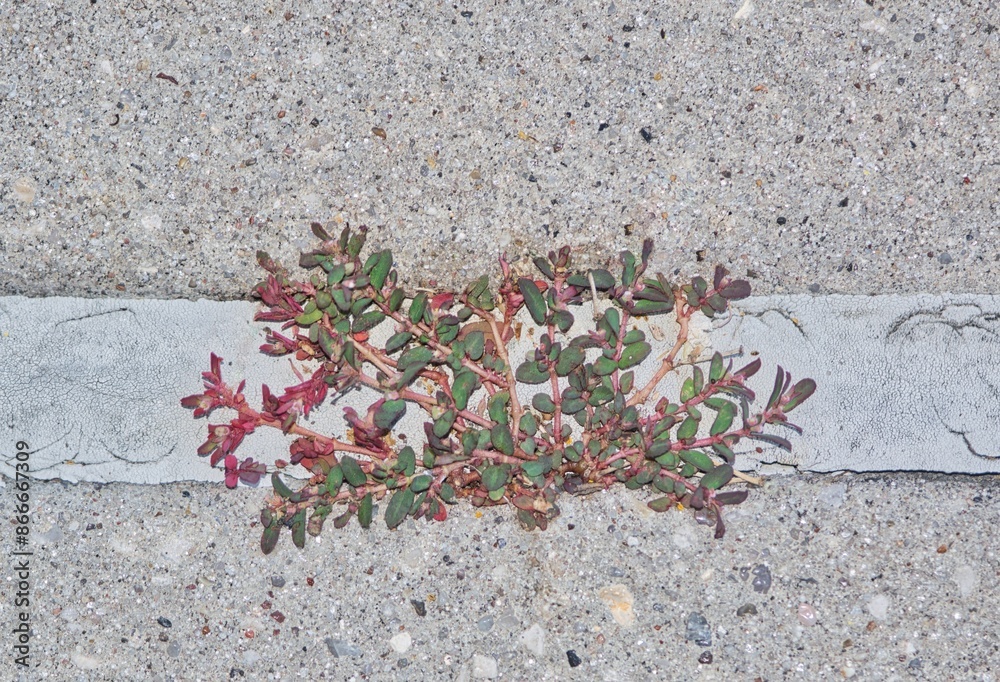 Spotted Spurge Euphorbia maculata plant growing sidewalk nature weeds ...