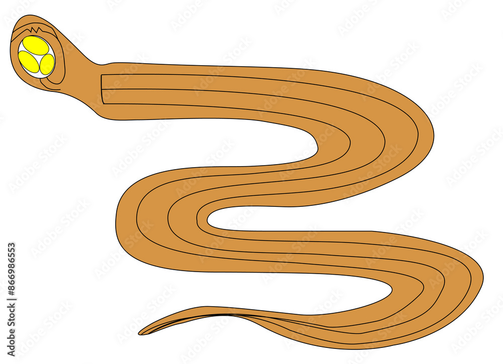 Animal parásito lombriz intestinal o Ascaris Lumbricoides Stock ...