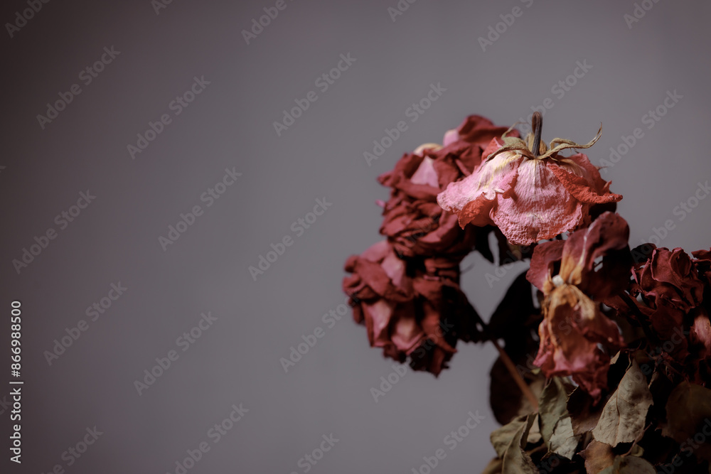 Dried flowers in a glass vase. Concept of dry skin, mental health ...