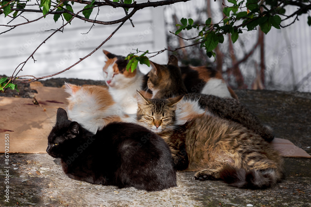 Abandoned cats need help and new owners. A group of stray cats on a ...